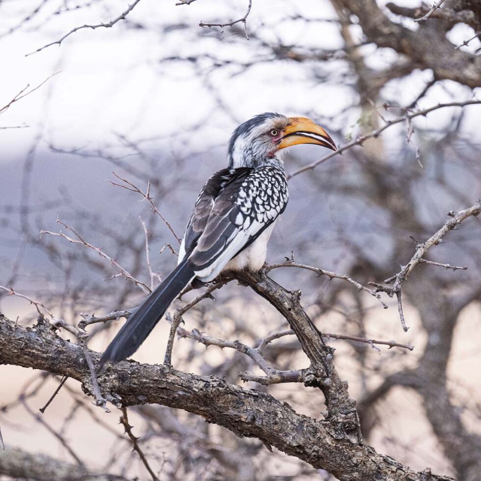 Luxury African Safari | Dzombo Lodge | Pilanesberg National Park