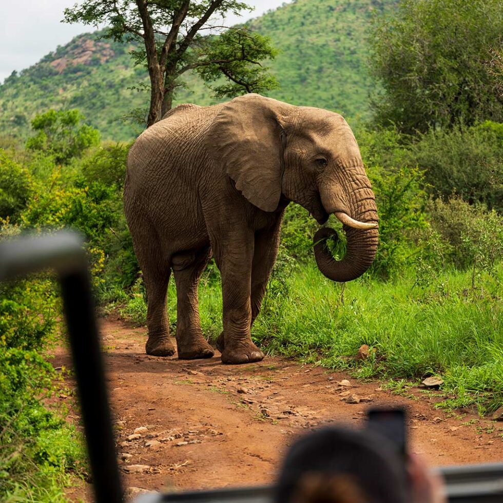 Luxury African Safari | Dzombo Lodge | Pilanesberg National Park